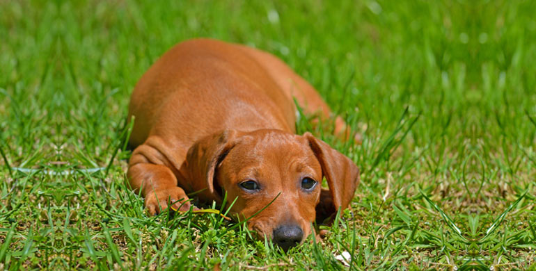 Hunderassen - Auflistung der vom FCI anerkannten Rassen
